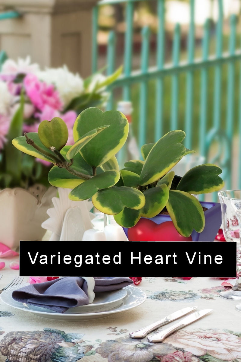 Cottage Farms Direct