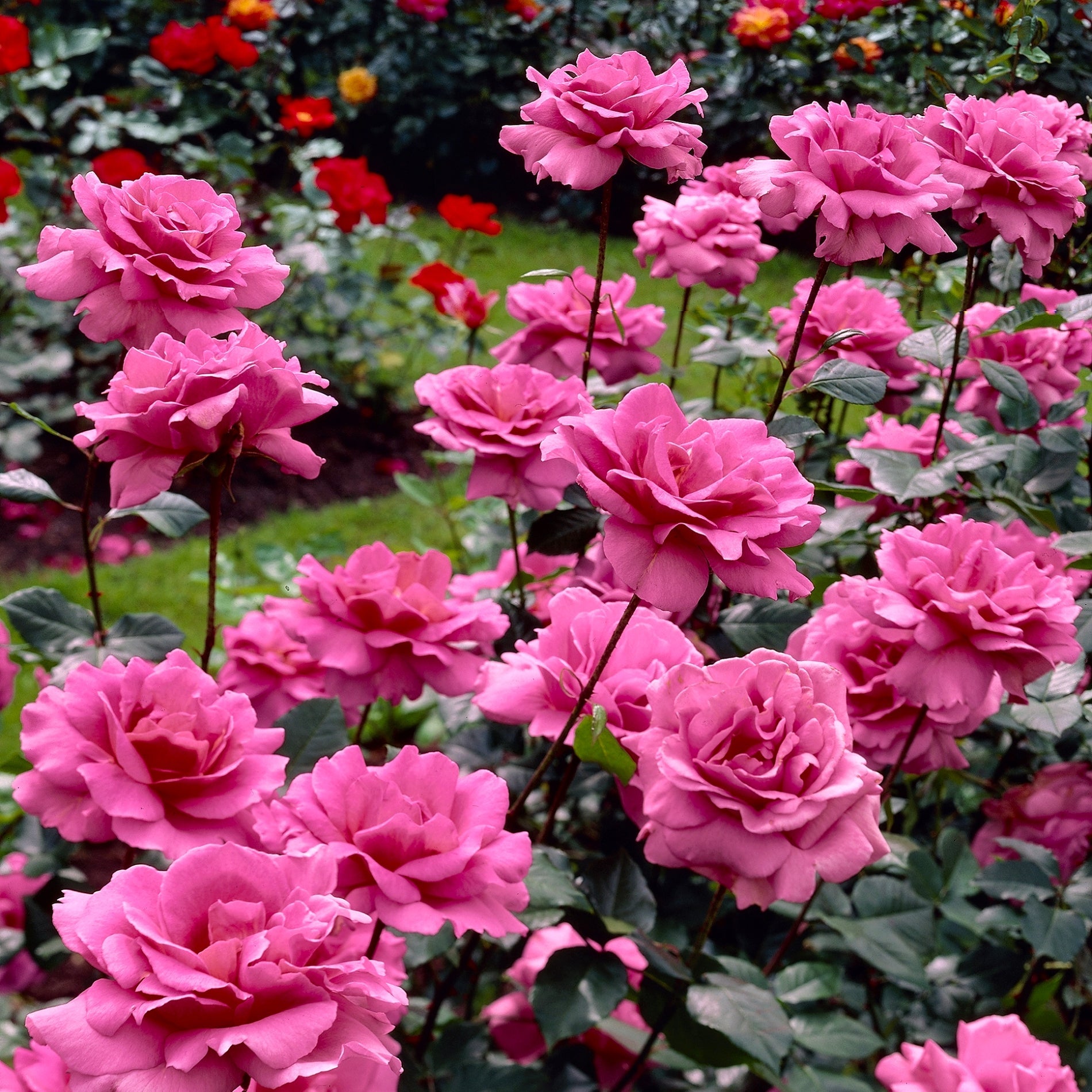 Roses – Cottage Farms Direct