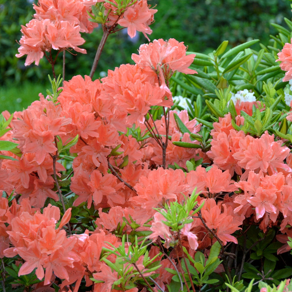 Cottage Farms Direct