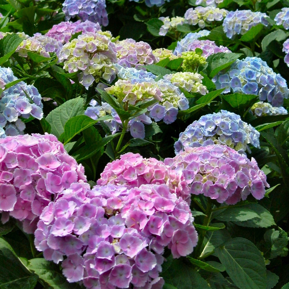 Cottage Farms Direct