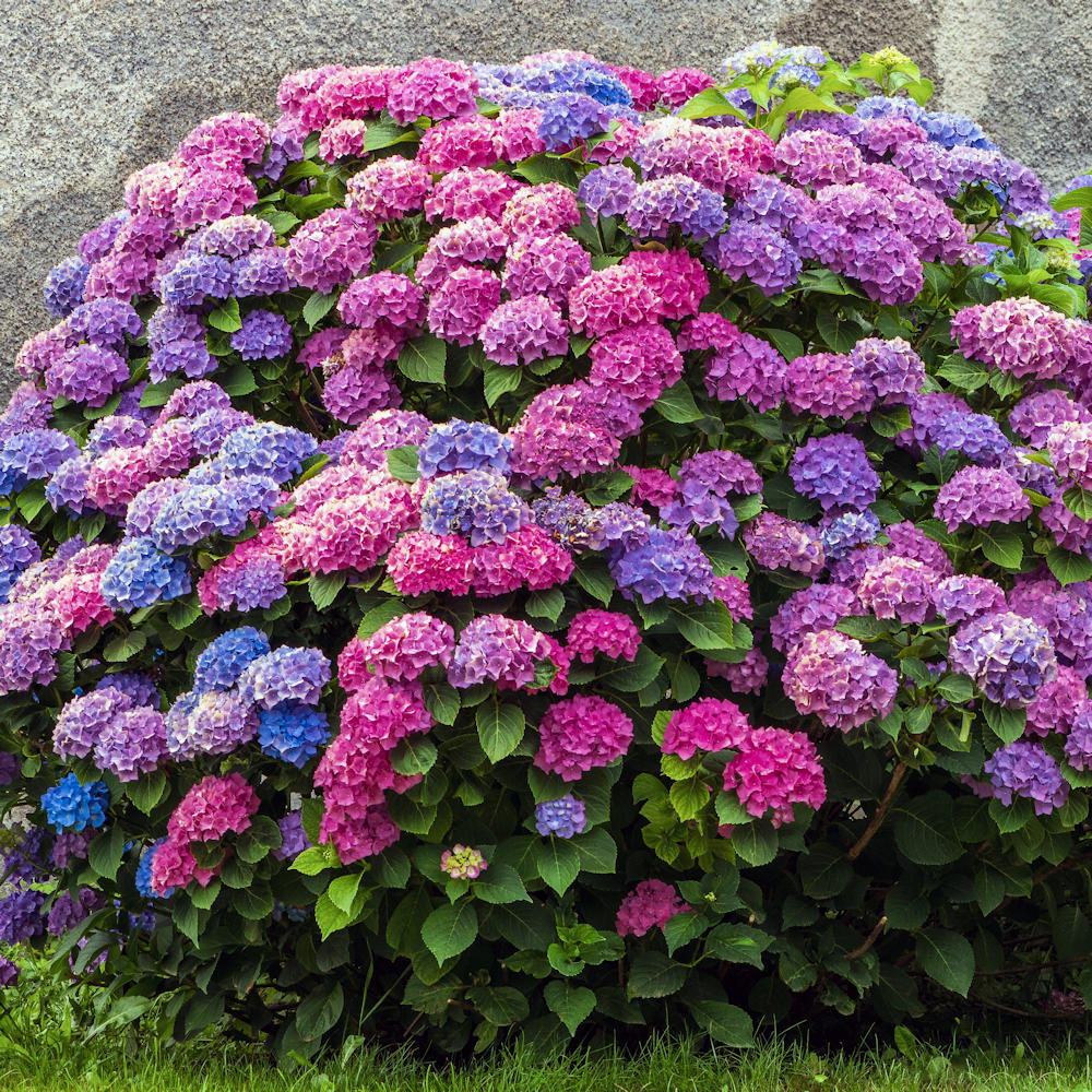 Cottage Farms Direct