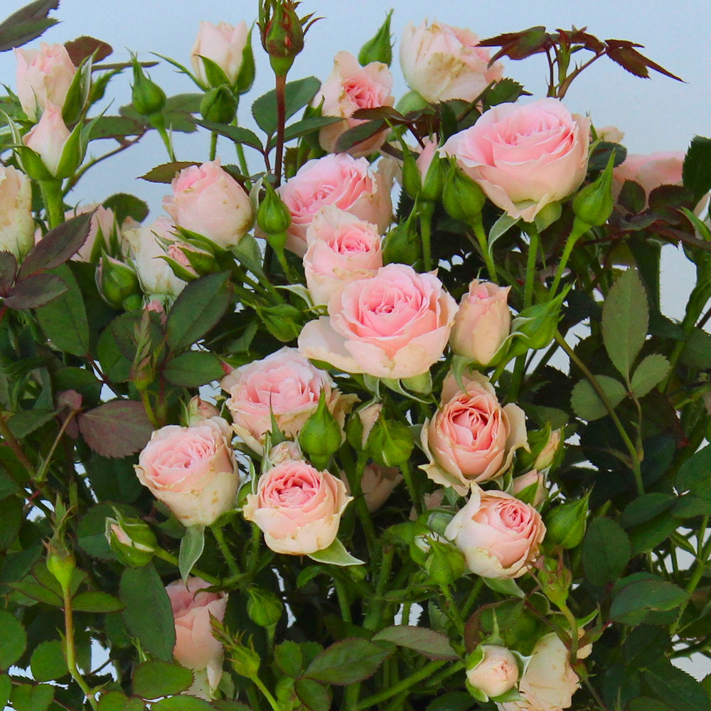 Roses – Cottage Farms Direct