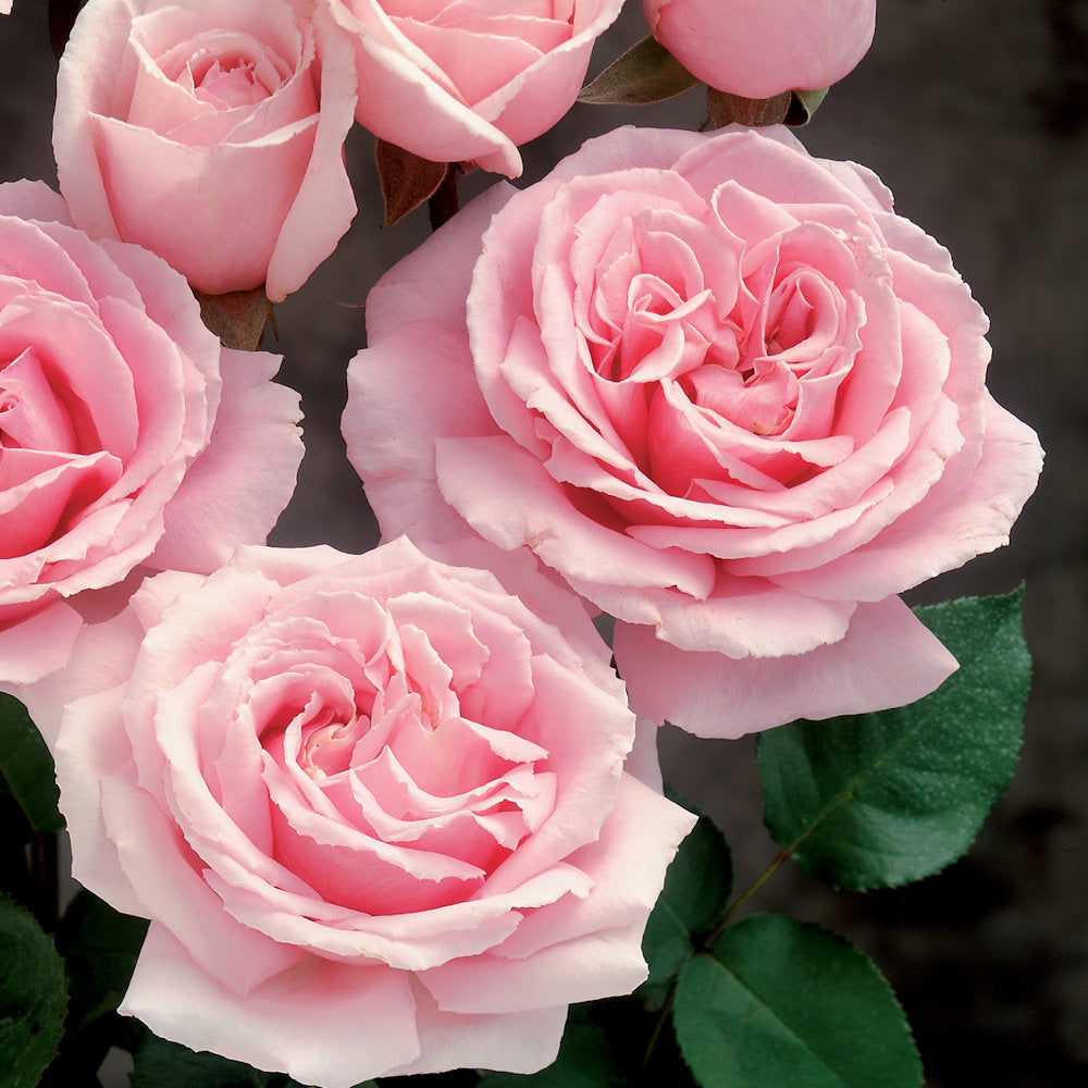 Roses – Cottage Farms Direct