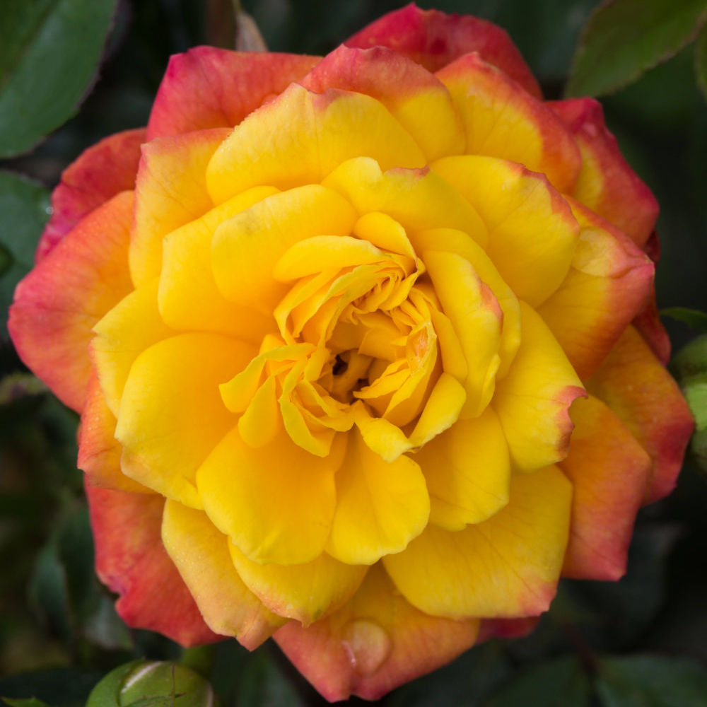 Roses – Cottage Farms Direct