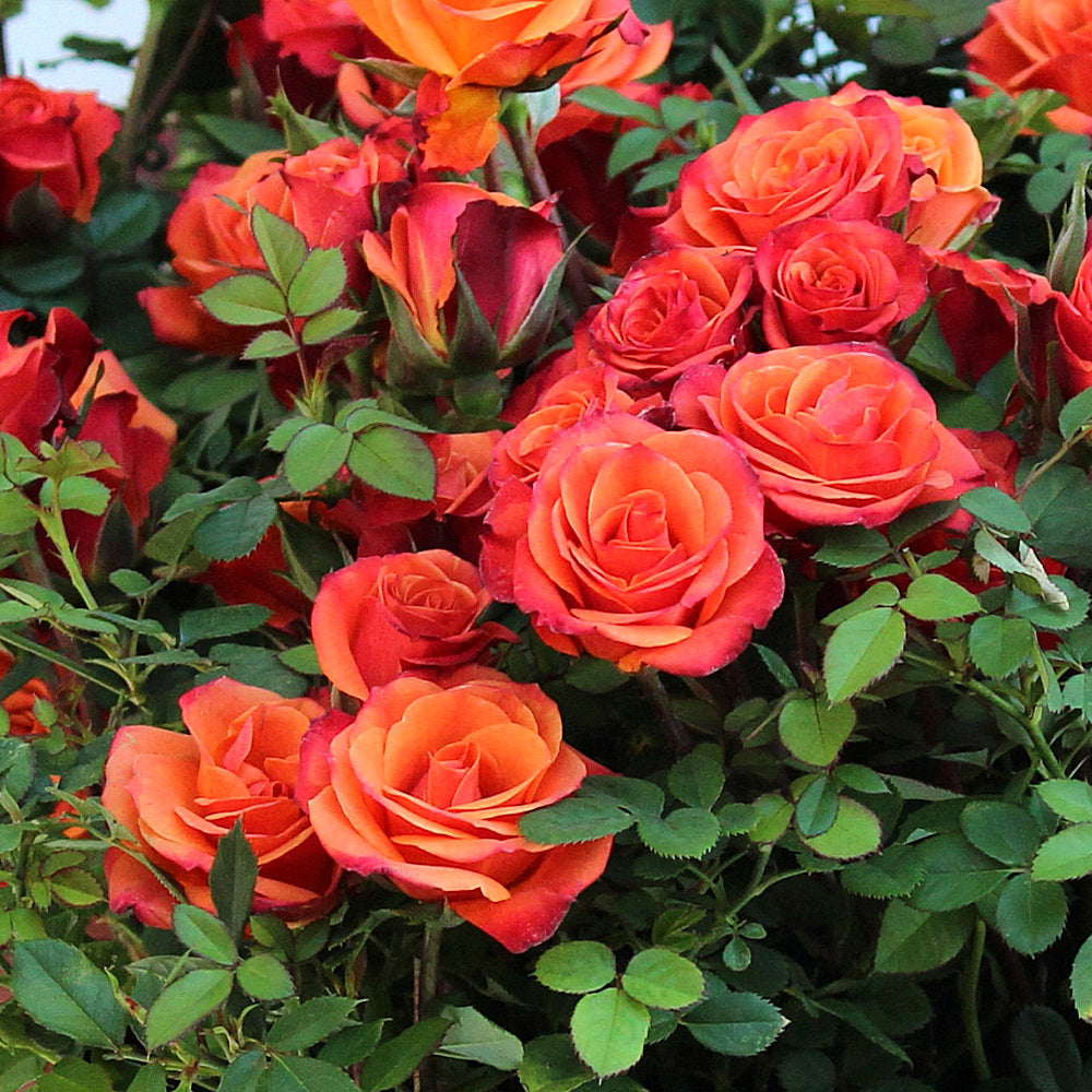 Roses – Cottage Farms Direct