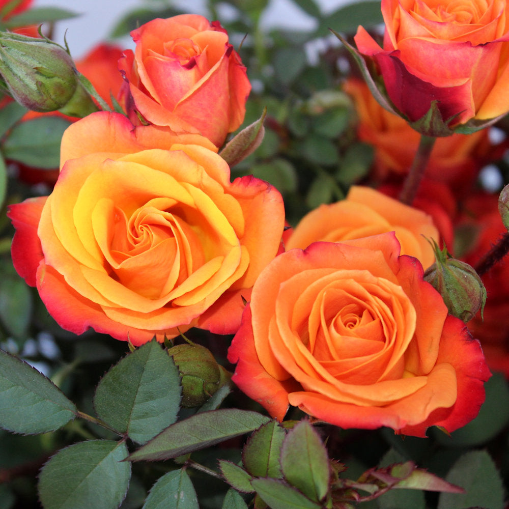 Roses – Cottage Farms Direct