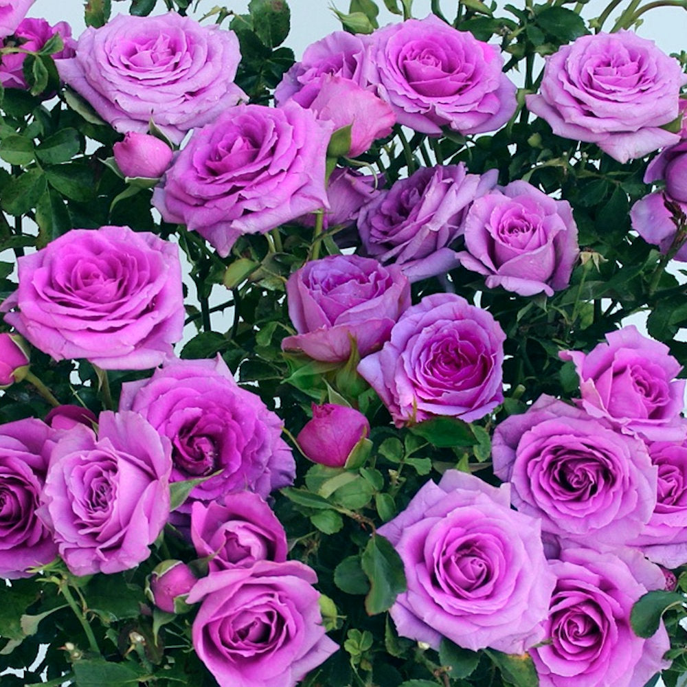 Roses – Cottage Farms Direct