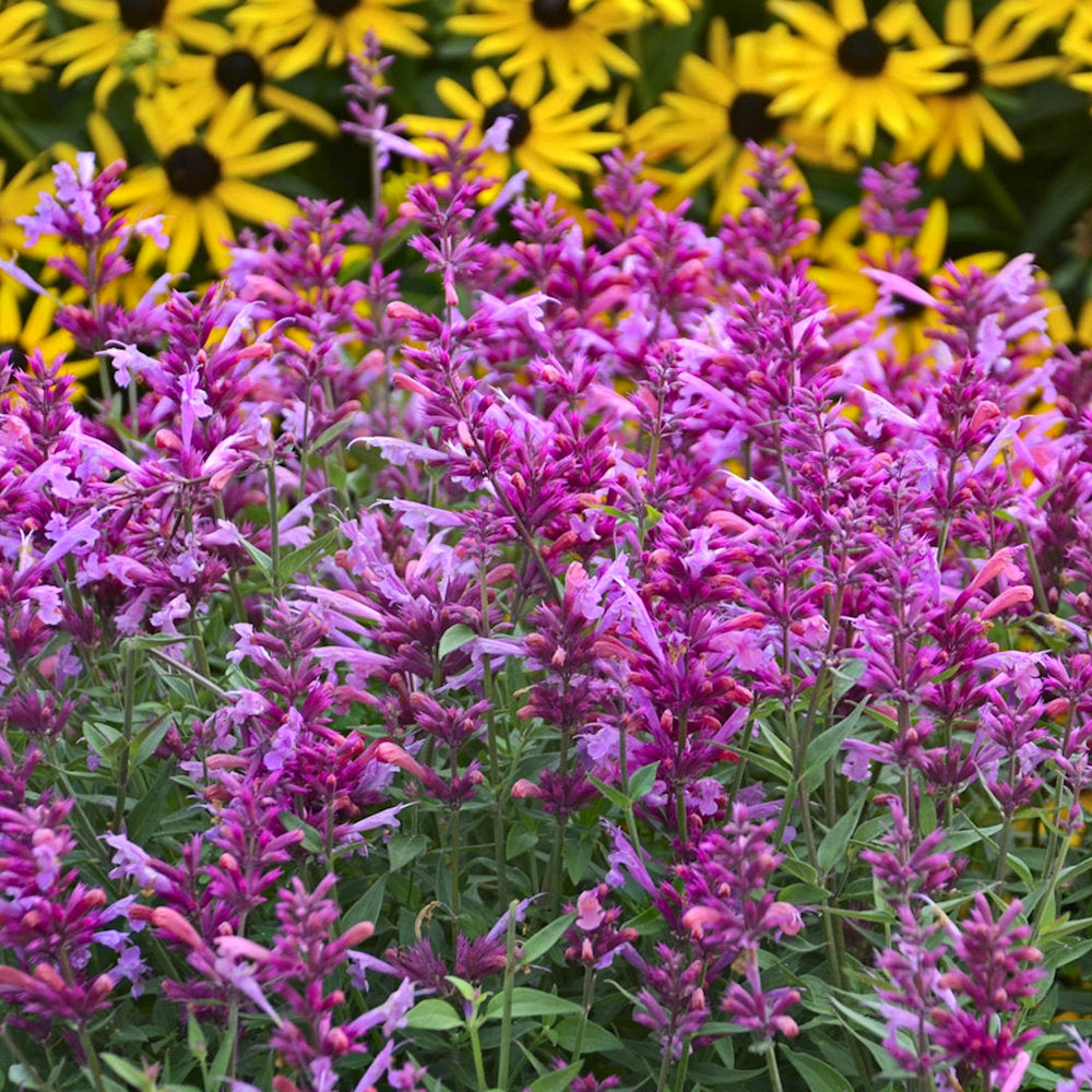 Perennials – Cottage Farms Direct