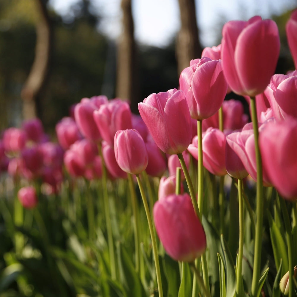 Cottage Farms Direct