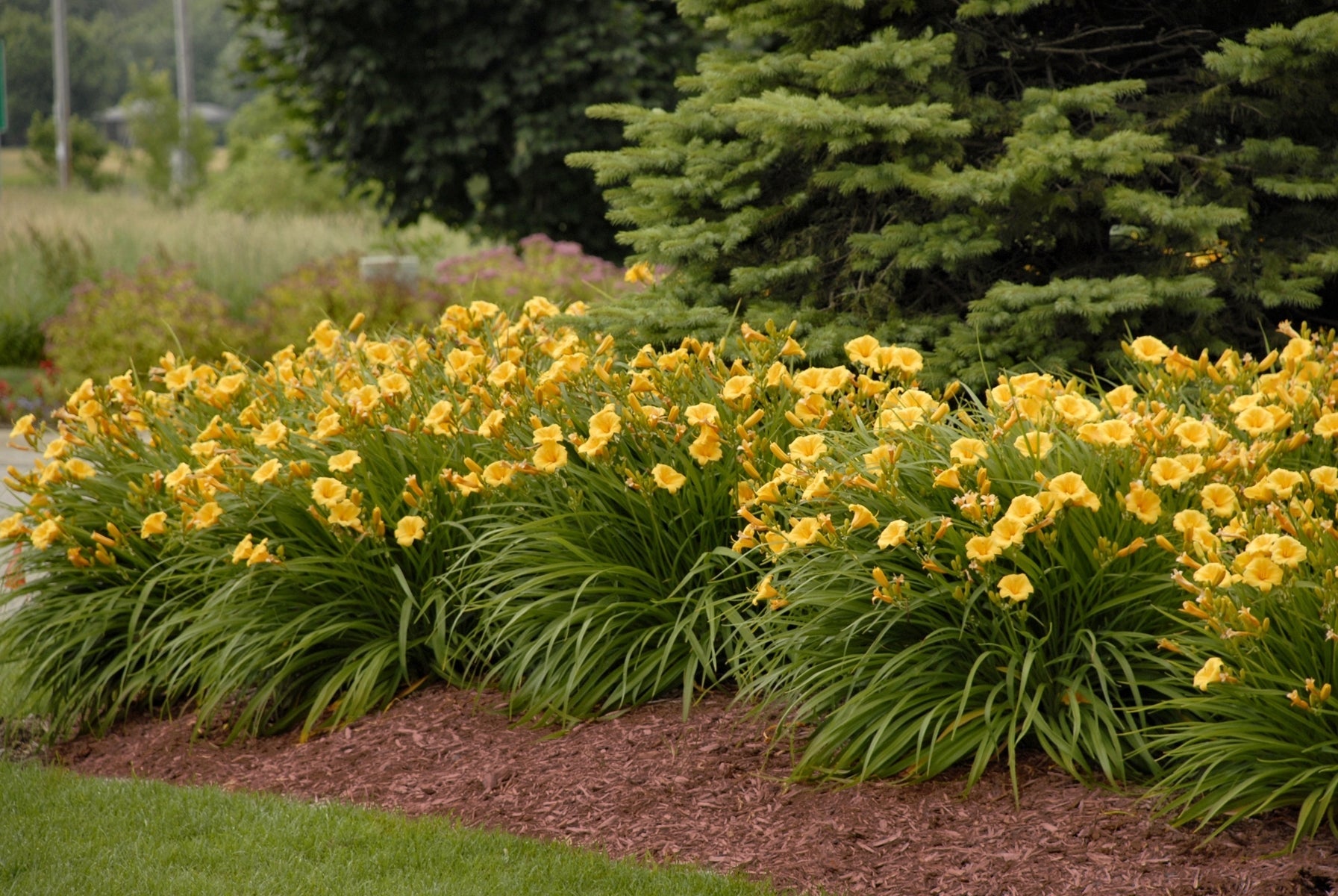 Perennials – Cottage Farms Direct