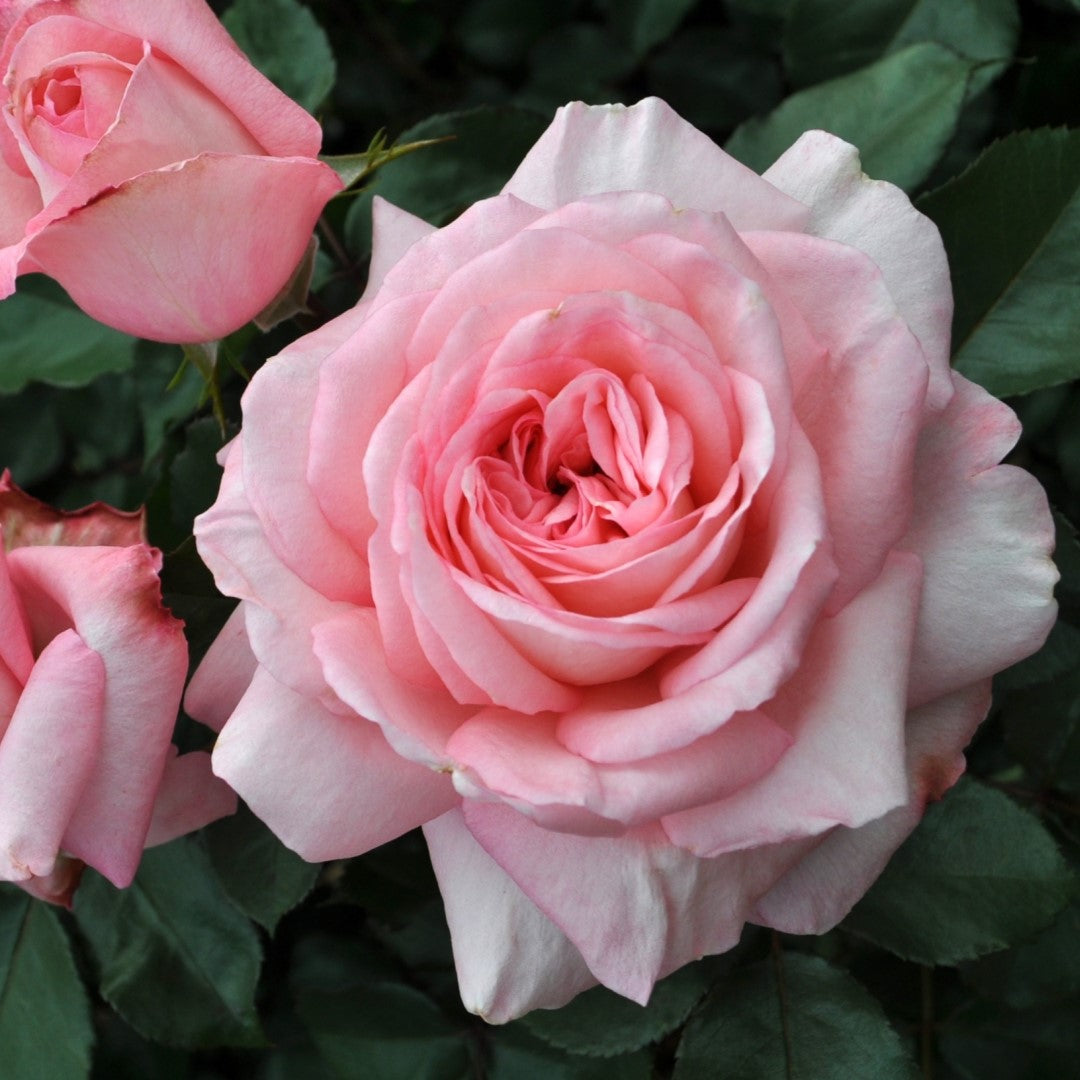 Roses – Cottage Farms Direct