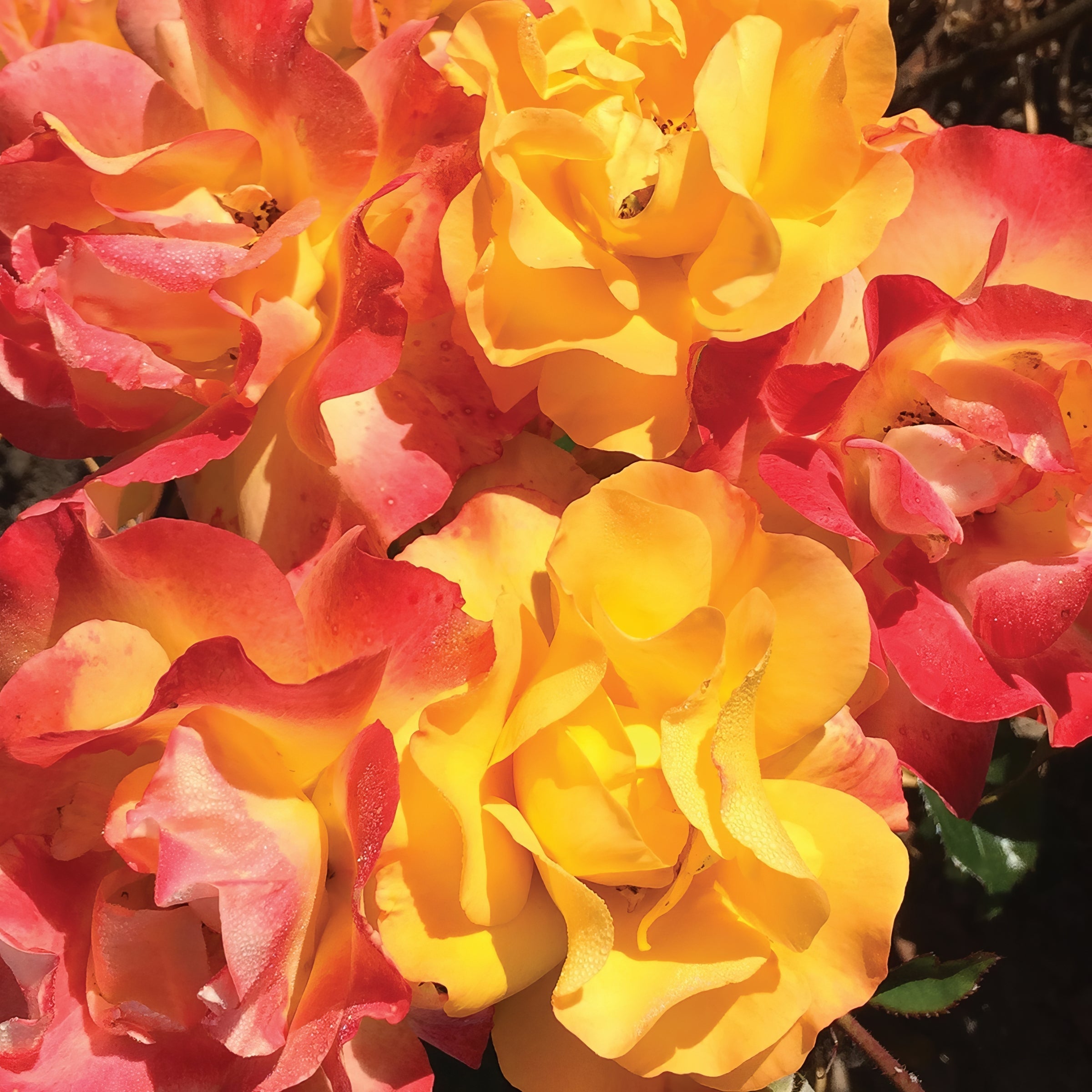 Roses – Cottage Farms Direct