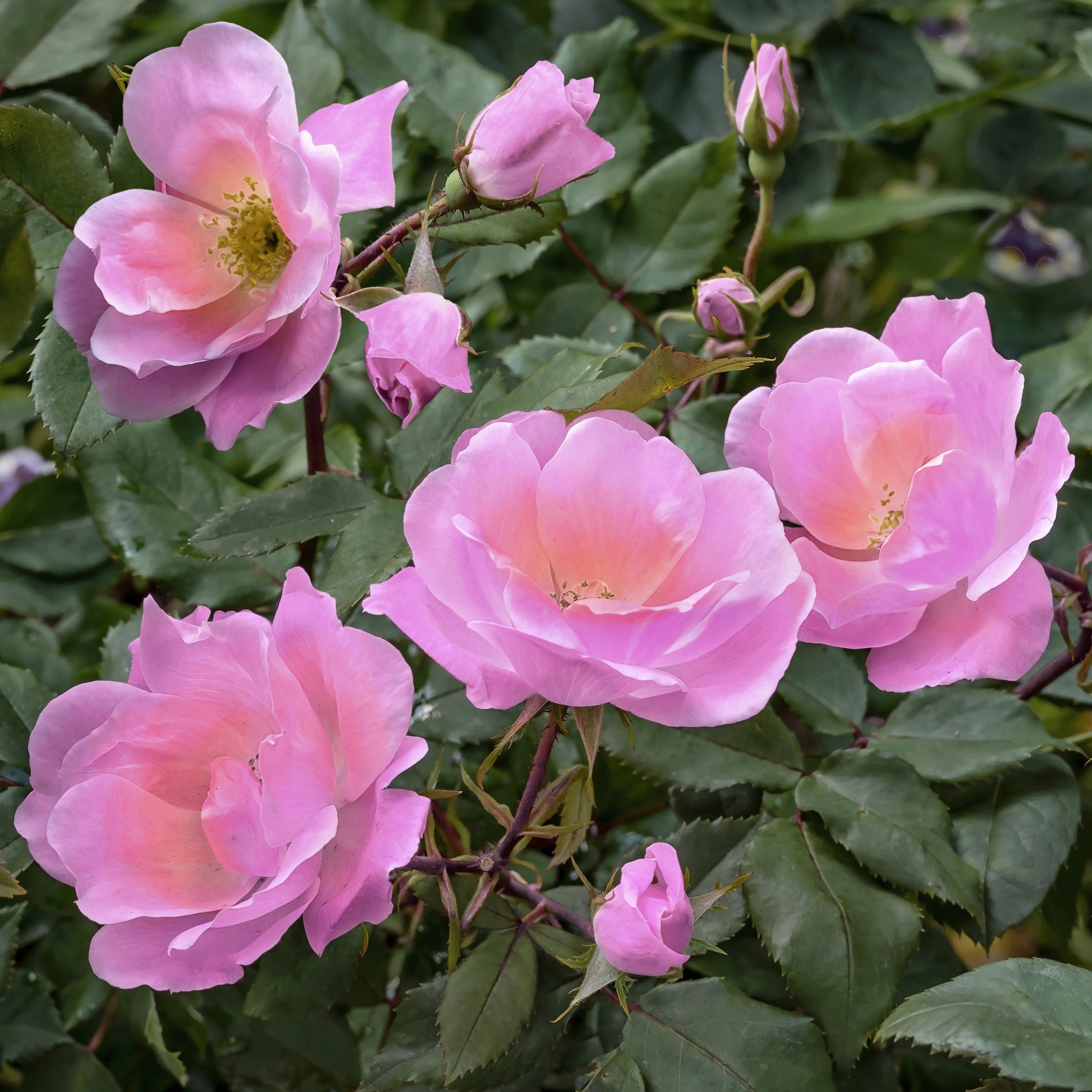Roses – Cottage Farms Direct