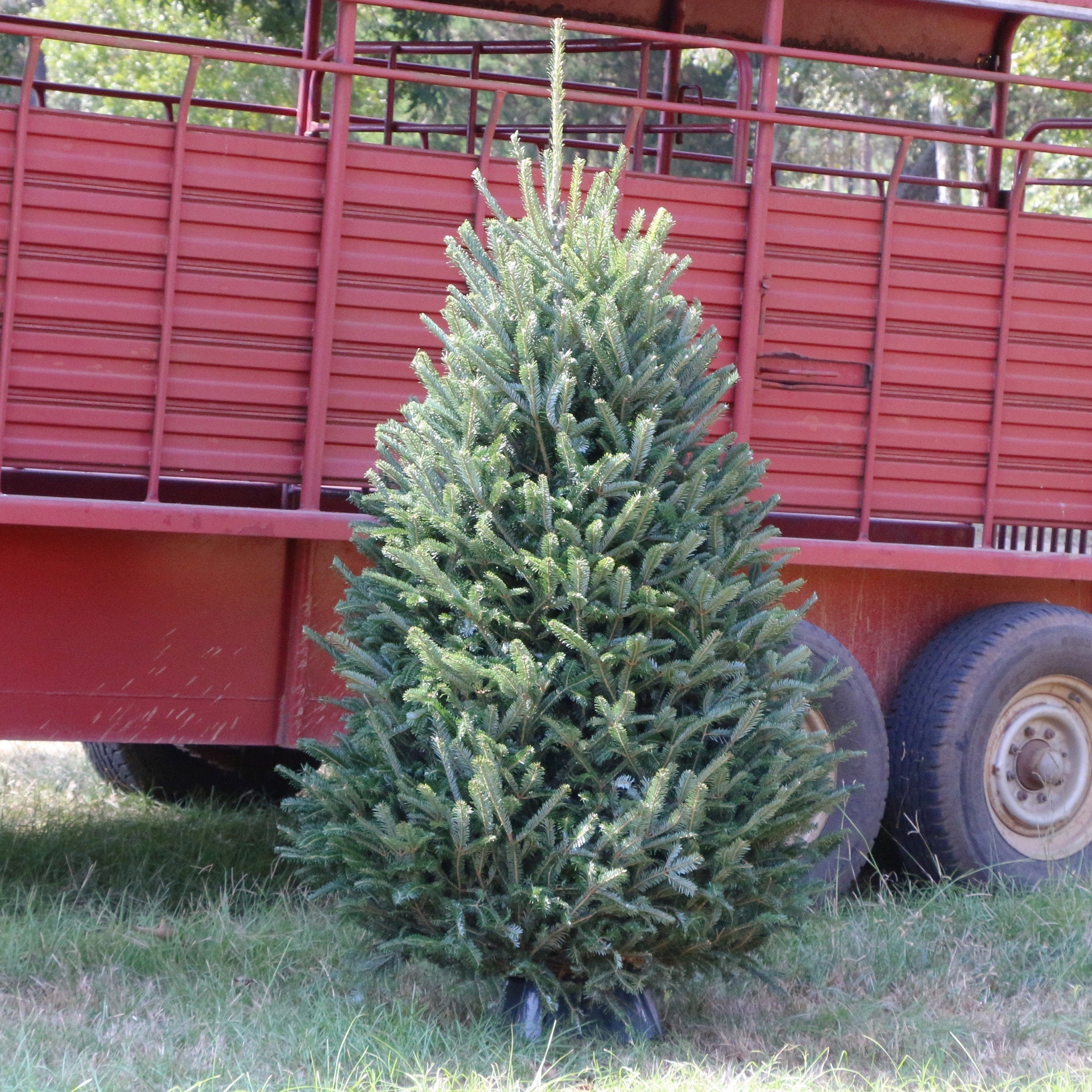 5 ft. Freshly Cut Fraser Fir Real Christmas Tree – Cottage Farms Direct